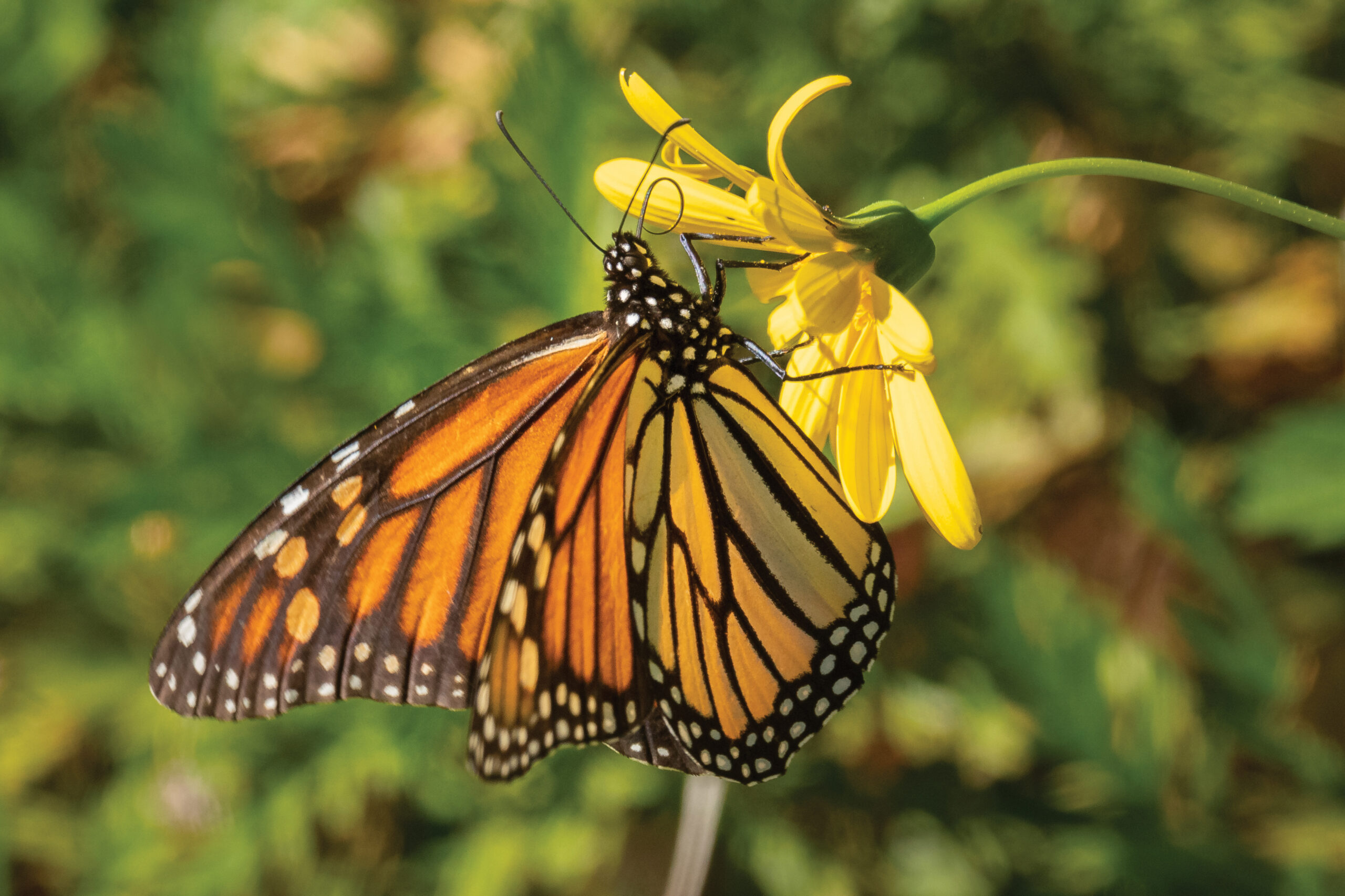 Rebound in monarch count leaves questions - Point Reyes Light