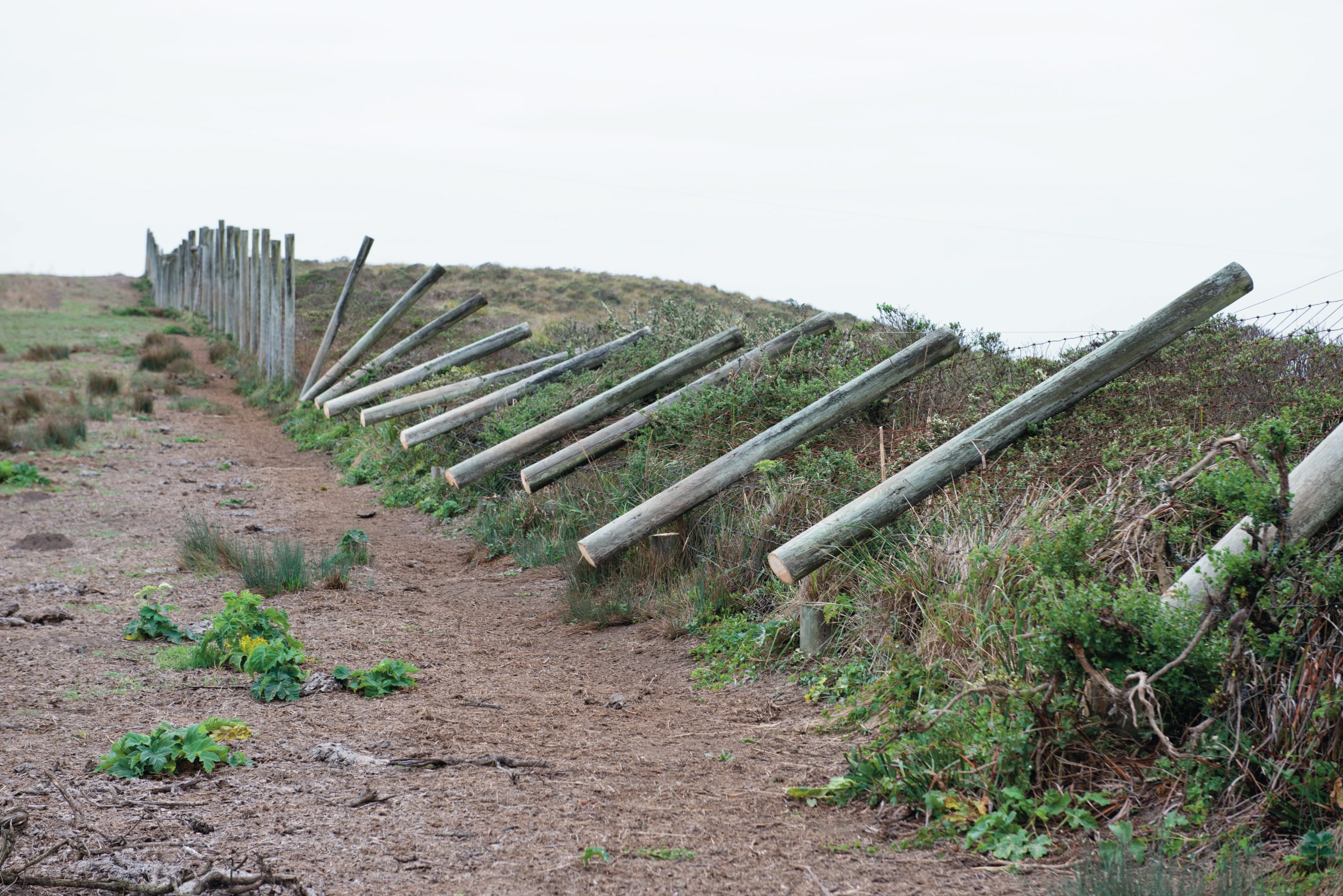 Park delivers elk water for second year - Point Reyes Light