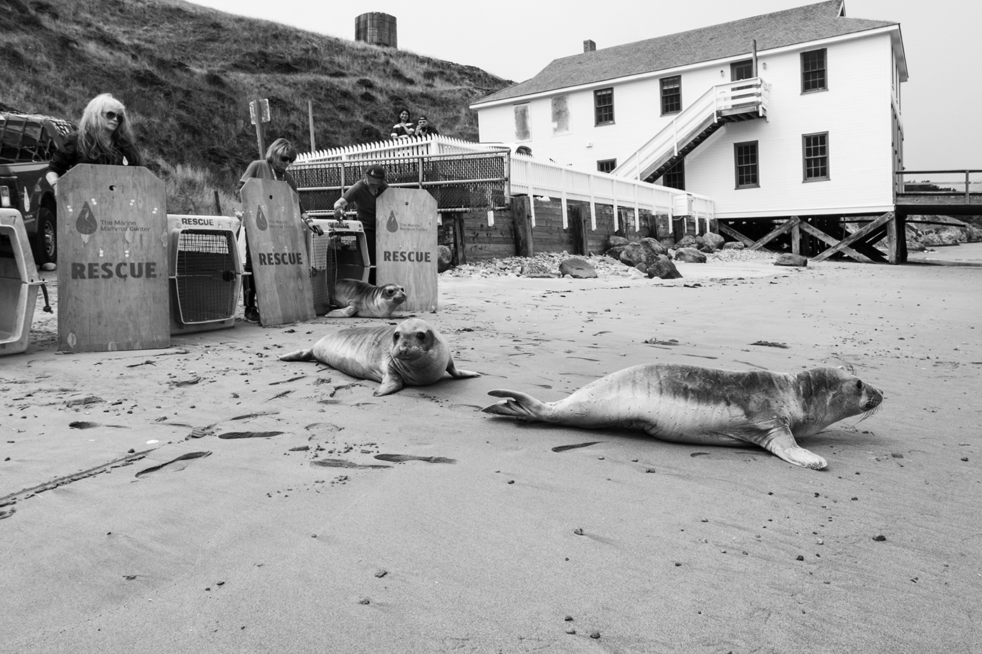 At Chimney Rock, hurt seals returned to sea - Point Reyes Light