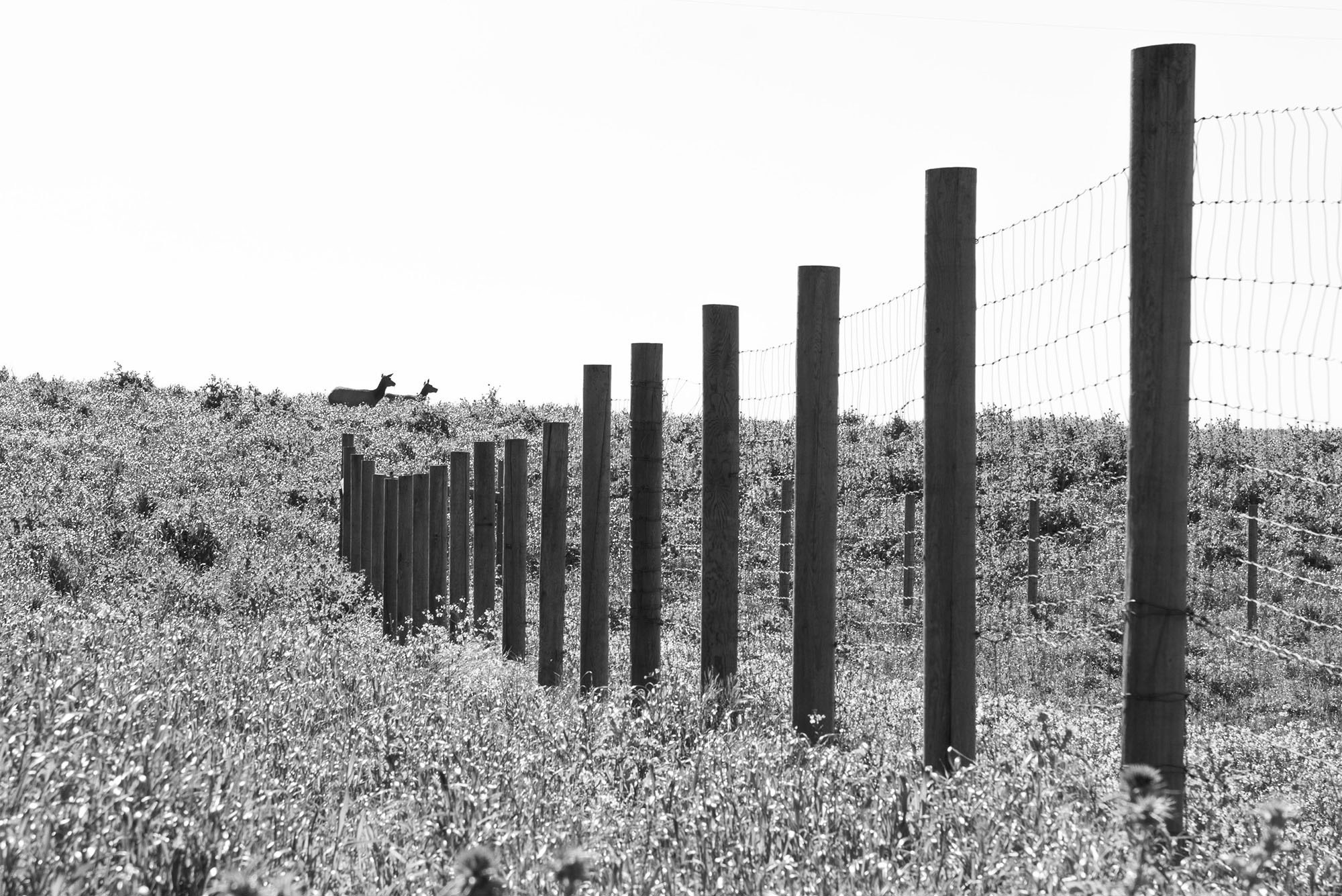 Commission okays park’s elk fence plan - Point Reyes Light