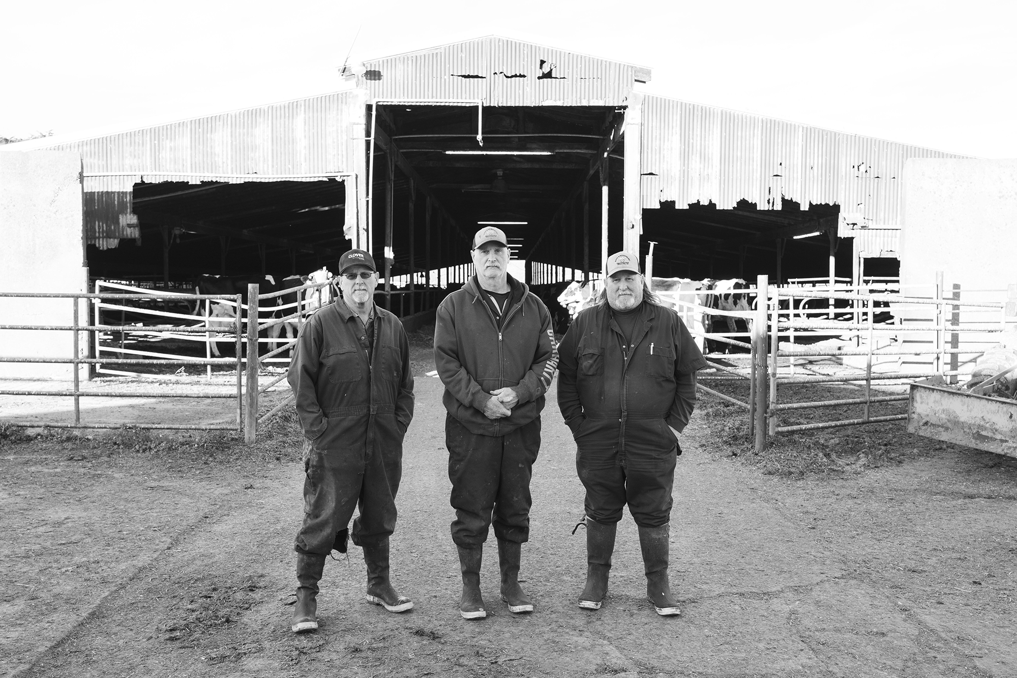 Kehoe family sells last of historic herd - Point Reyes Light