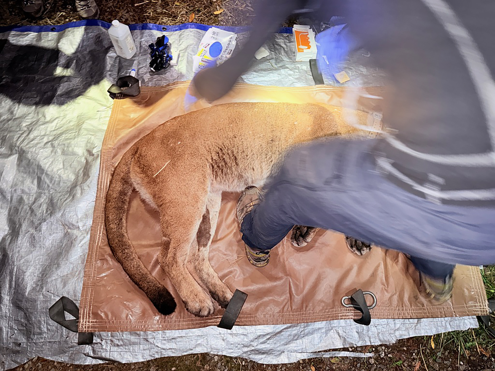 In valley, goat attacks lead to puma tracking - Point Reyes Light